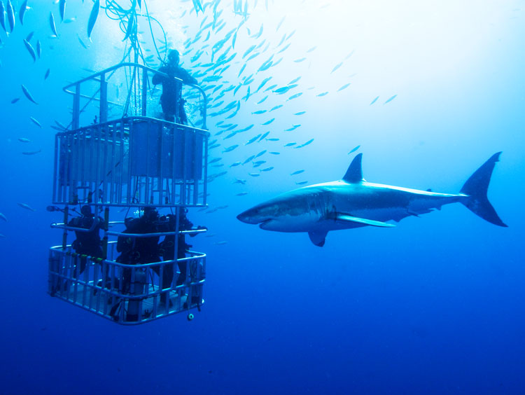 Cape Town Escape with Great White Shark Encounter